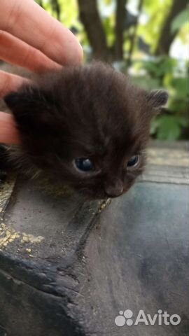 Котята в добрые руки бесплатно