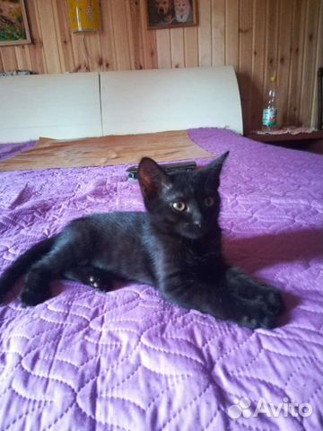 Котики бесплатно