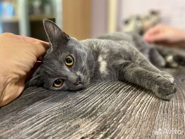 Котята русская голубая бесплатно