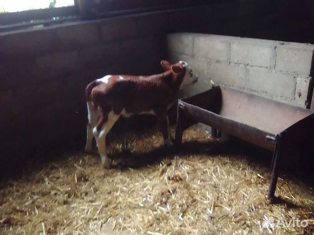 Телки сементал