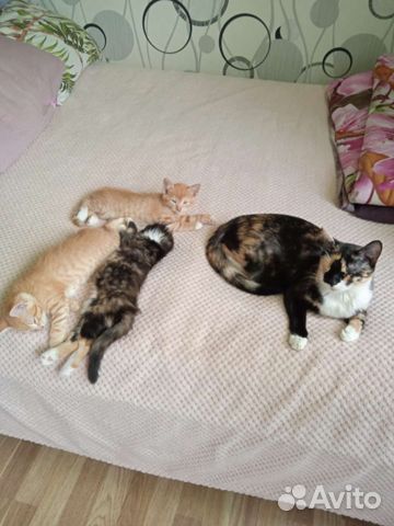Котята в добрые руки