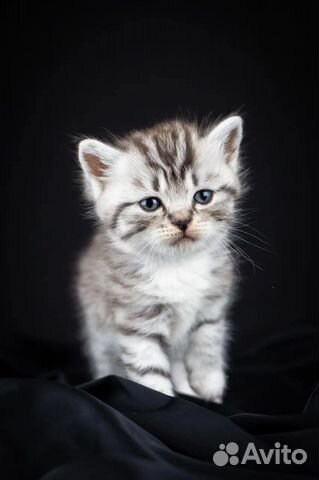 Котята ищут надежных хозяев