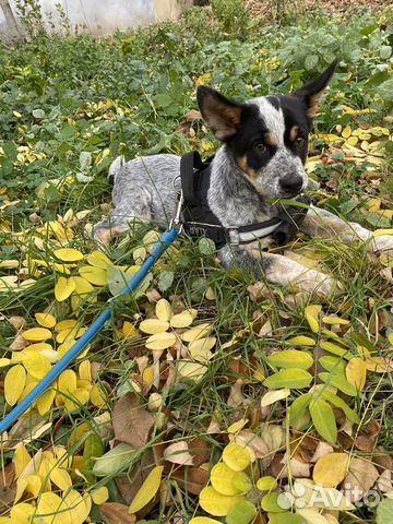 Австралийский хилер