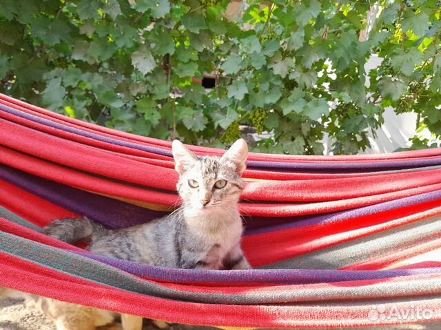 Котики бесплатно