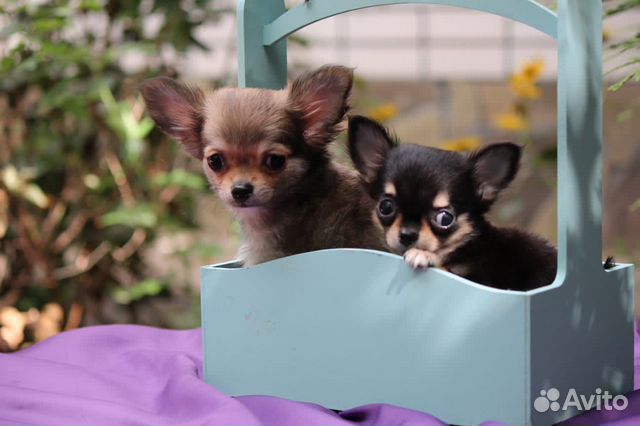 Щенки чихуахуа