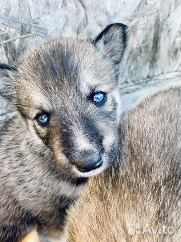 Щенки сибирской хаски