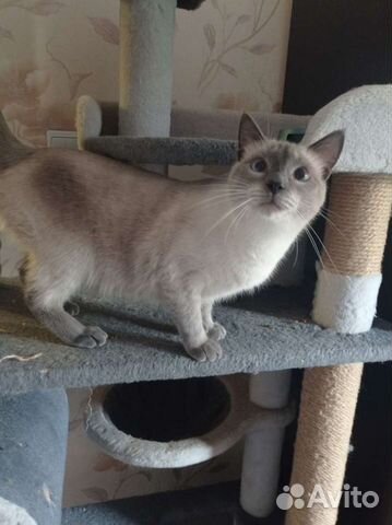 Кошка