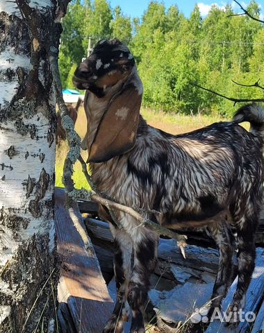 Козлики Нубийские, Камори