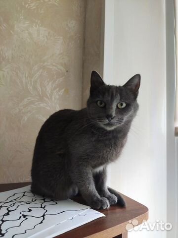 Чудная кошечка в дар