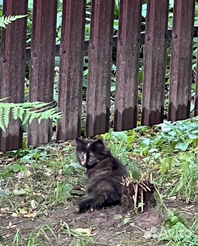 Очаровательный котенок в добрые руки