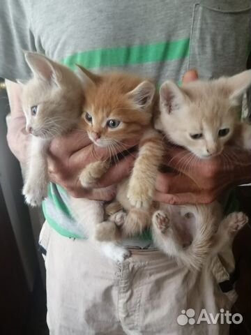 Котята в добрые руки