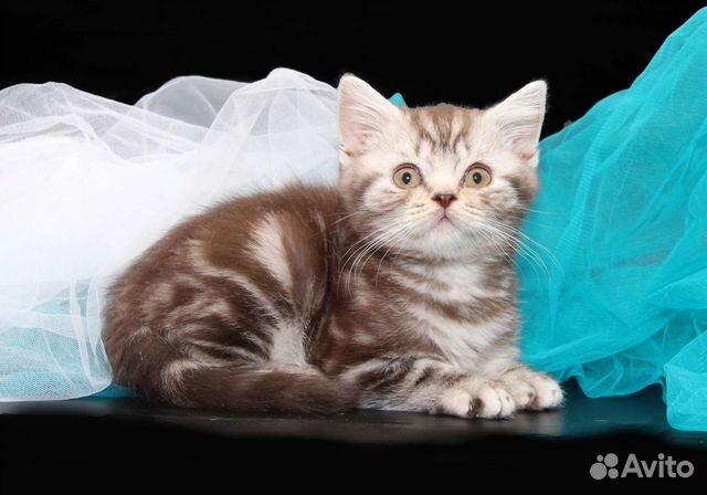 Британские мраморные котята