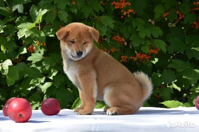 Девочка Сиба