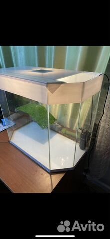 Аквариум с черепахой