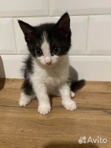 Котенок девочка
