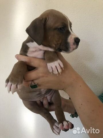 Щенки прайтера разных окрасов