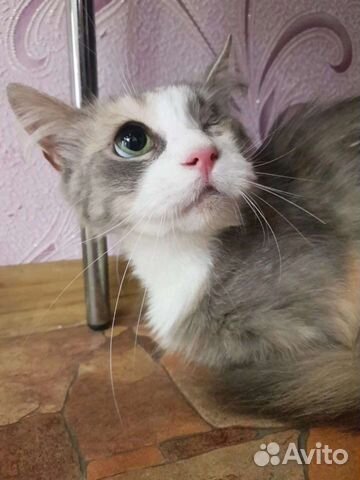 Кошка в дар бесплатно