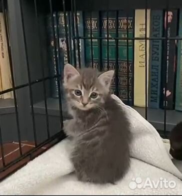 Котенок-девочка Дымка в поисках семьи