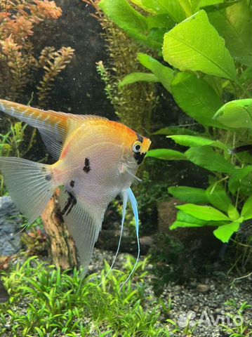 Пара скалярий