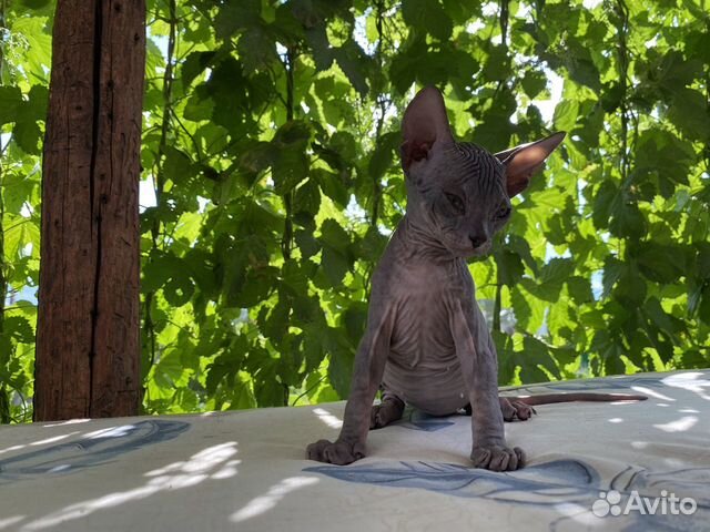 Канадский сфинкс котенок