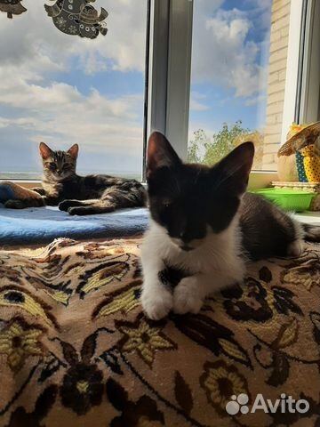 Котята-подкидыши ищут дом