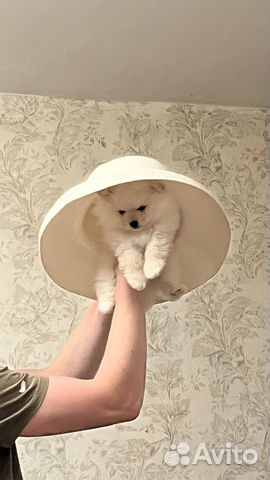Щенок немецкого шпица