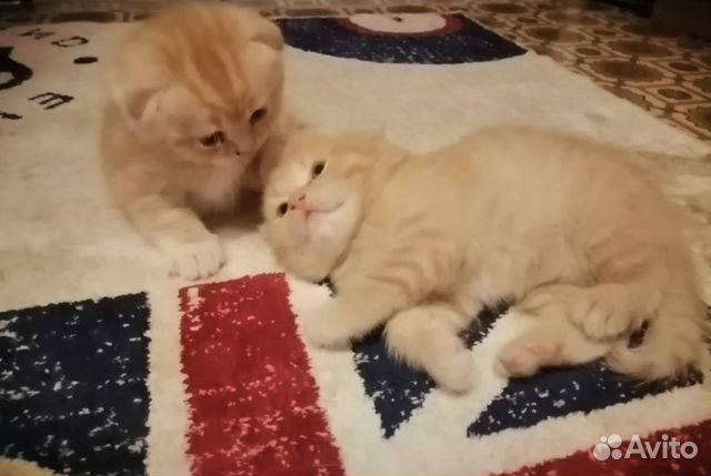 Британские вислоухие котята
