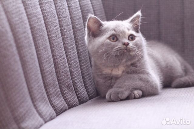 Британские котята