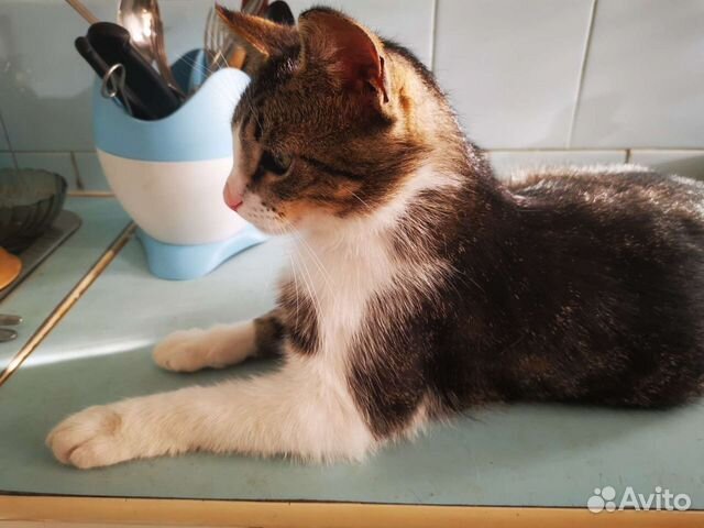 Молодой котик Паша