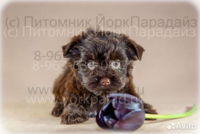 Шоколадка йорк