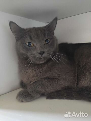 Кошечка Багира