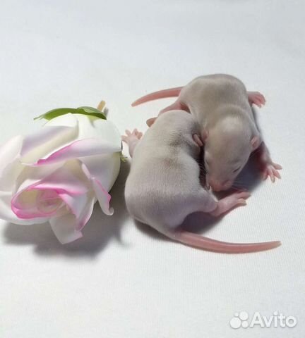 Крысята дамбо бежики от ratlove