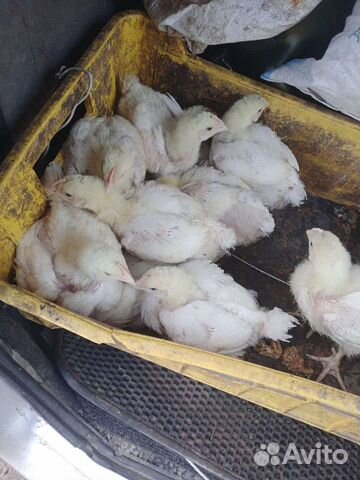 Куры бройлеры