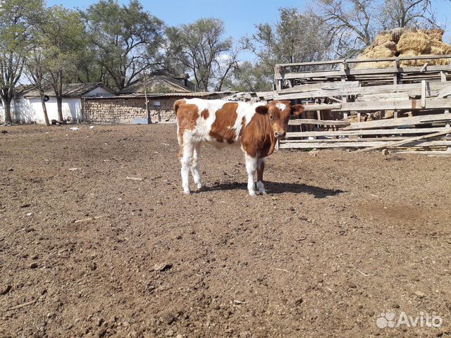 Телята бычки