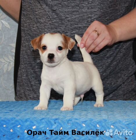 Щенок джек-рассел-терьера Василёк