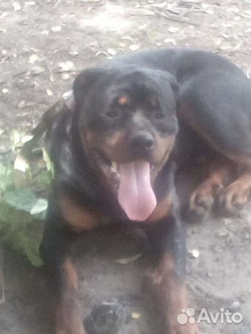 Отдам ротвейлера
