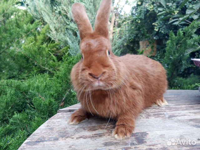 Нзк, нзб и другие мясные породы