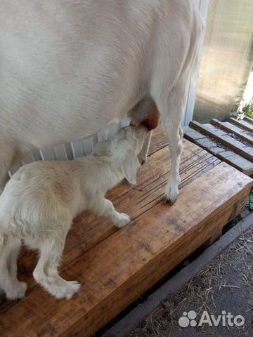 Козлята козленок