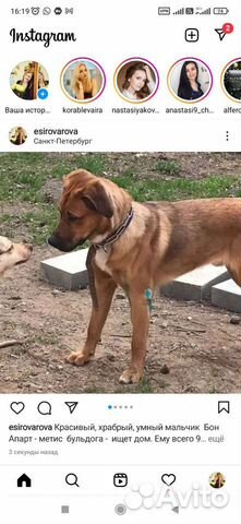 Щенки метисы в добрые руки