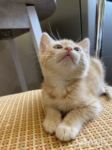 Рыжий котеночек, девочка 2 месяца