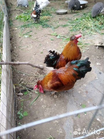 Карликовый петушок и курочка