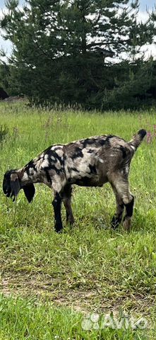 Нубийский козел