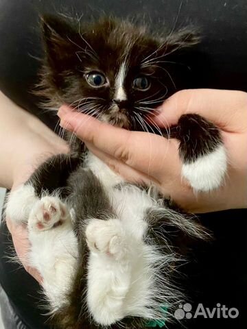 Котята бесплатно