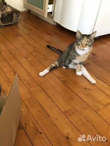 Кошка спинальница