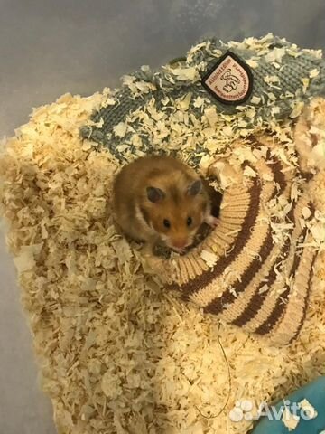 Хомячок сирийский в дар