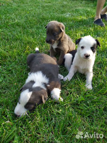 Отдам 3 щенков, найденных в коробке около шоссе