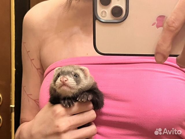 Щенок хорька