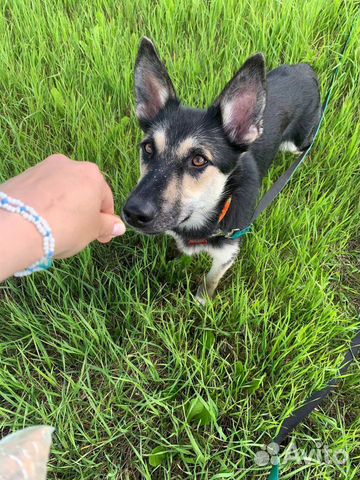 Овчаристая собака девочка