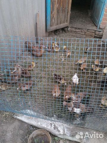 Индоутята подростки