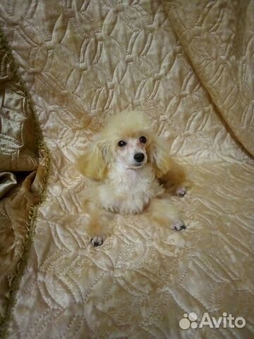 Очень маленький мальчик